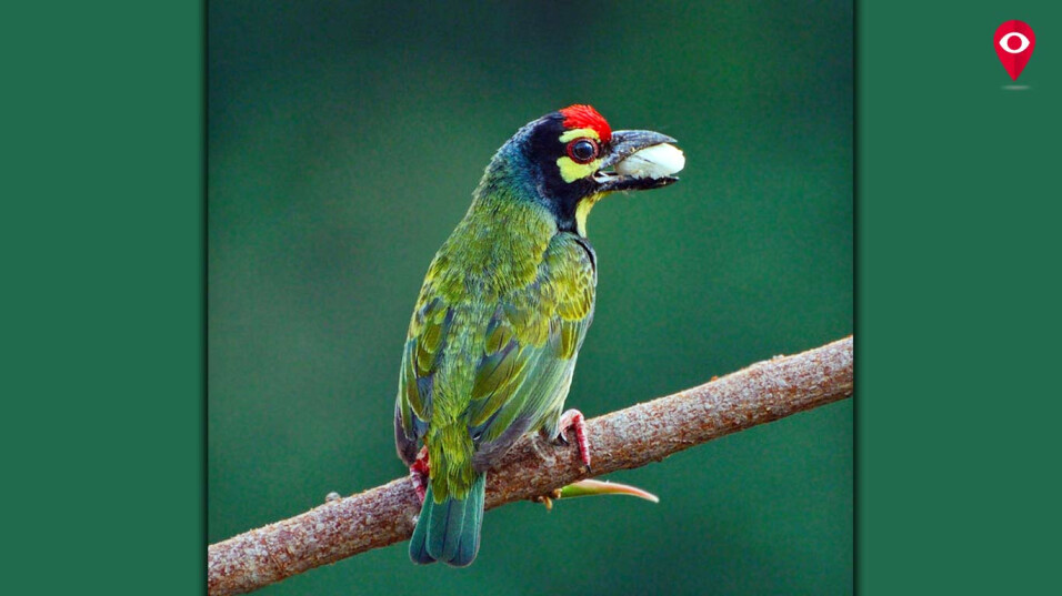 Coppersmith Barbet: Mumbai's Official Bird | Mumbai Live