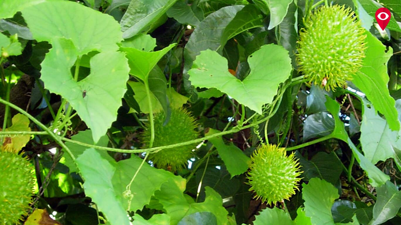 Go healthy this monsoon with these native veggies