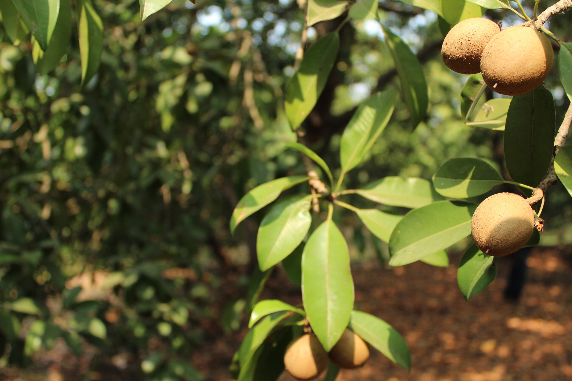 The Chikoo Festival: Everything about adventure, culture and wine