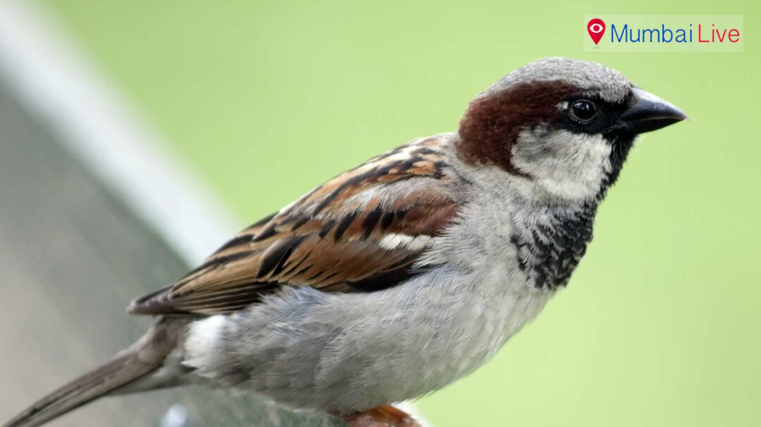 Bird houses for sparrow