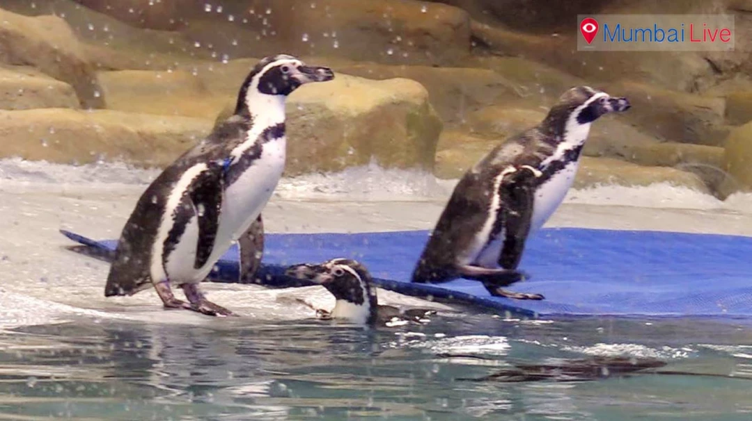 Penguins put on display at Byculla Zoo | Mumbai Live