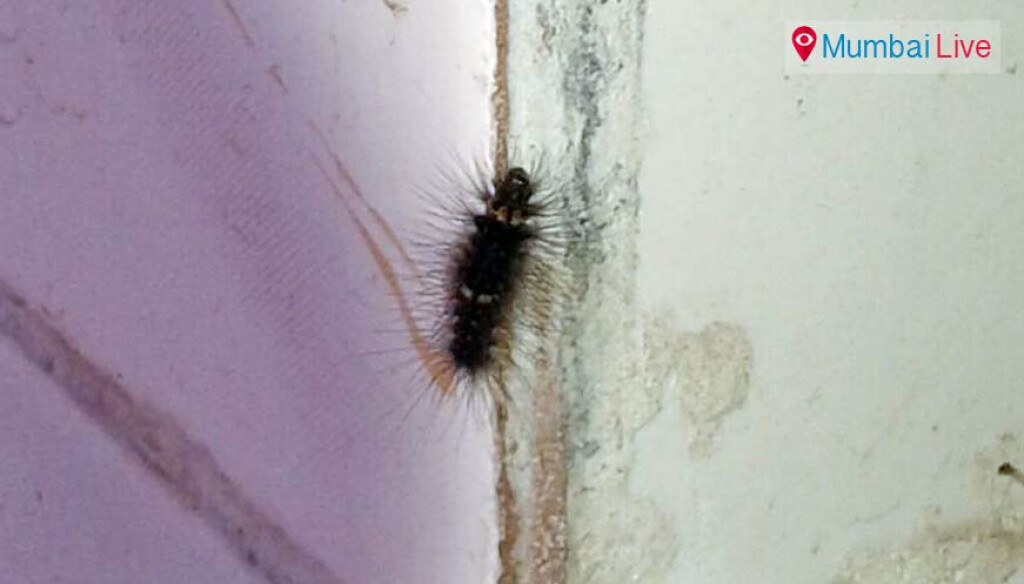 Beware of this insect!