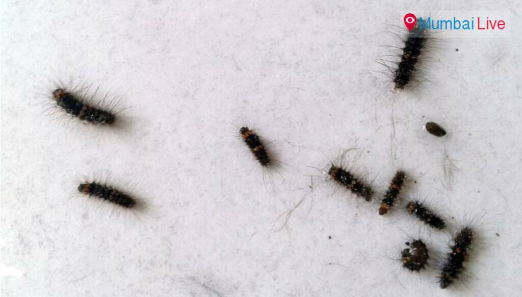 Beware of this insect!