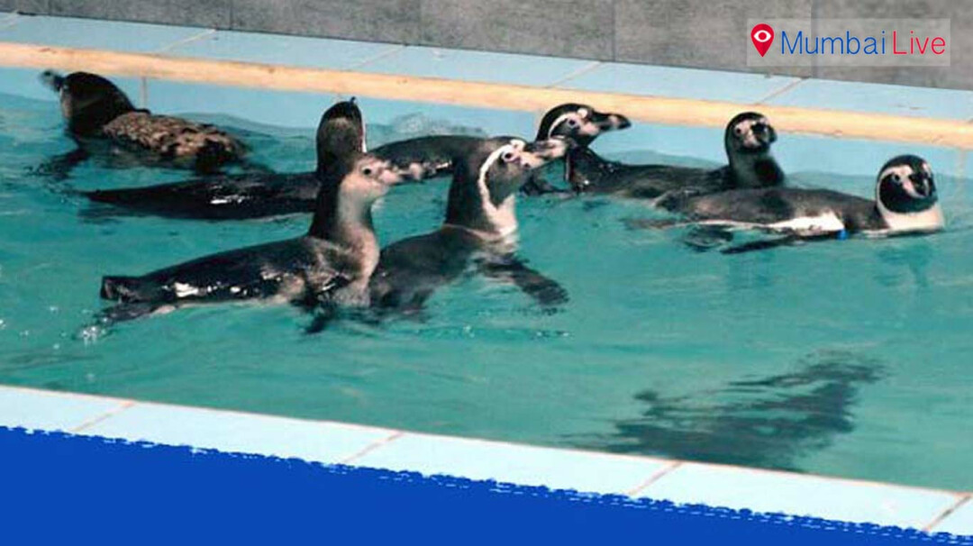More penguins at the Byculla zoo soon? | Mumbai Live